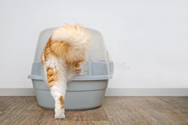 Funny Longhair Cat Step Inside a Closed Litter Box. Stock Photo - Image ...