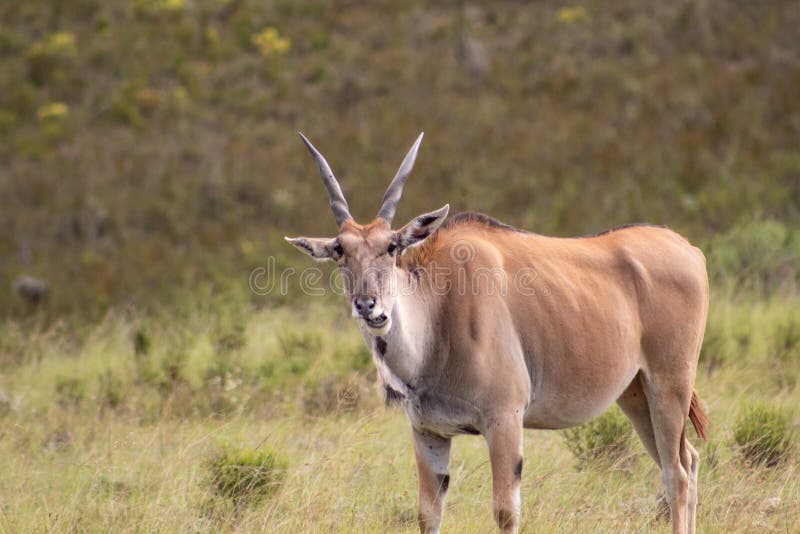 Funny Looking Antelopes in African Safari Stock Image - Image of ...