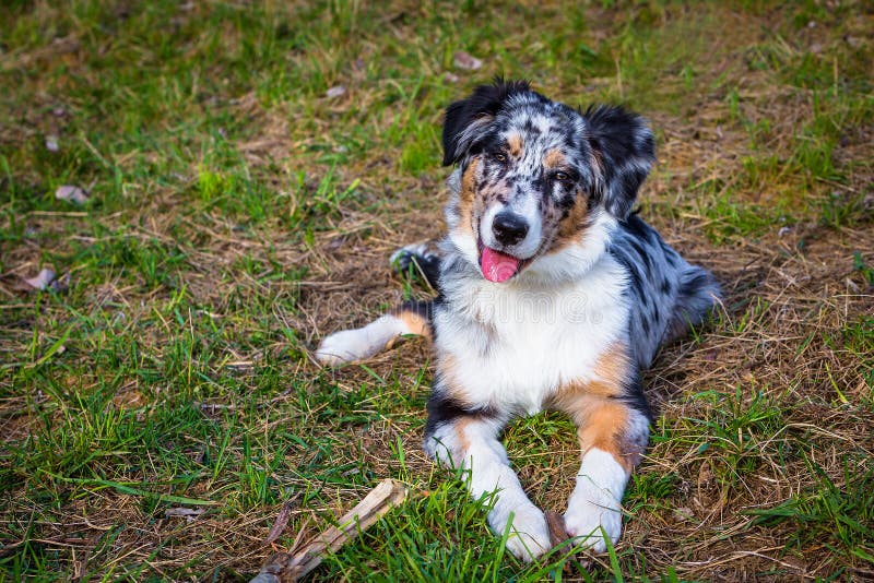 Funny Looking Australian Shepherd Whelp Stock Image - Image of canine ...