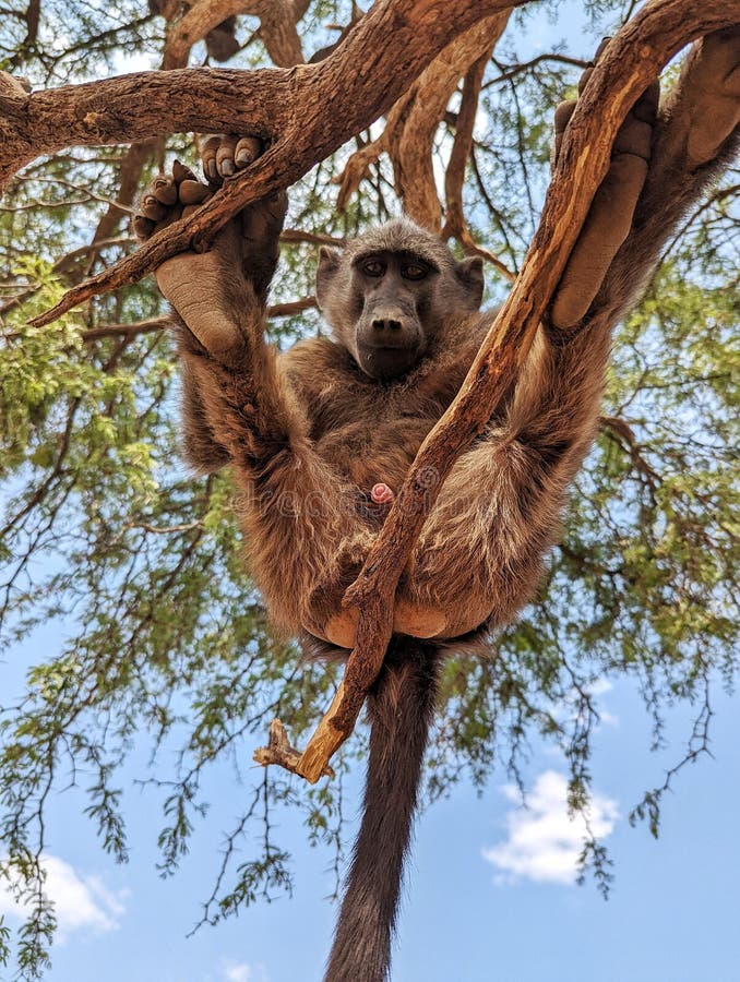 Funny-looking Baboon Hanging on Tree Branches in Namibia, Southern ...