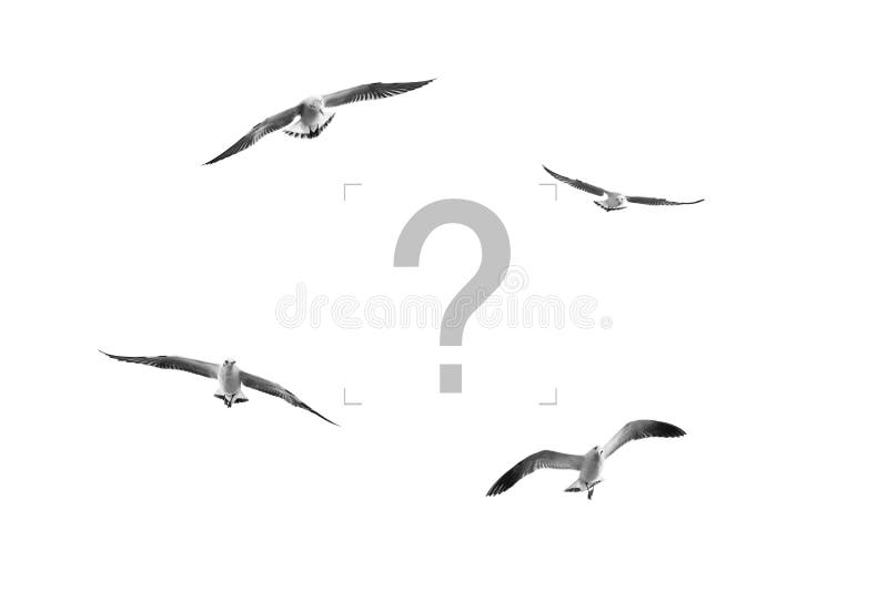 Funny Looking Birds Isolated on White Background Stock Illustration ...
