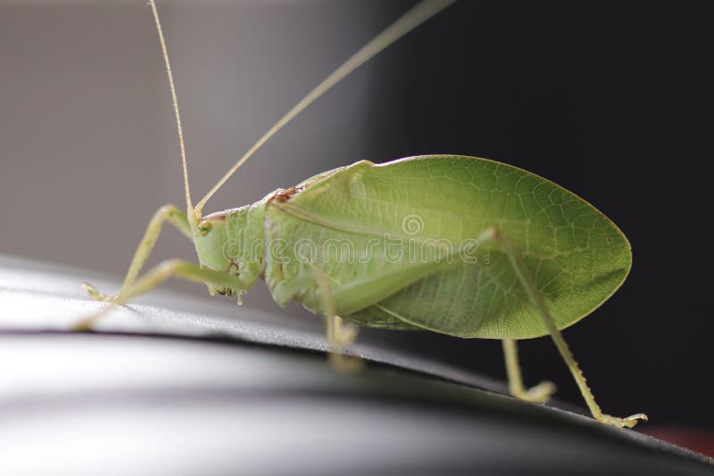Weird Shaped Green Bug Stock Photos - Free & Royalty-Free Stock Photos ...