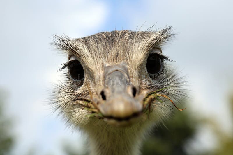Rhea looking at you stock photo. Image of wildlife, bird - 18867248