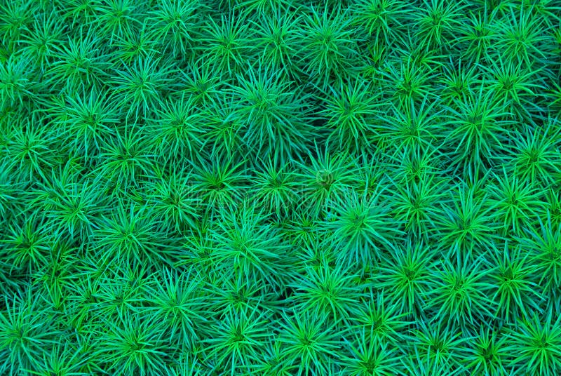 Funny Looking Green Grass Plant Stock Image - Image of care, landscape ...