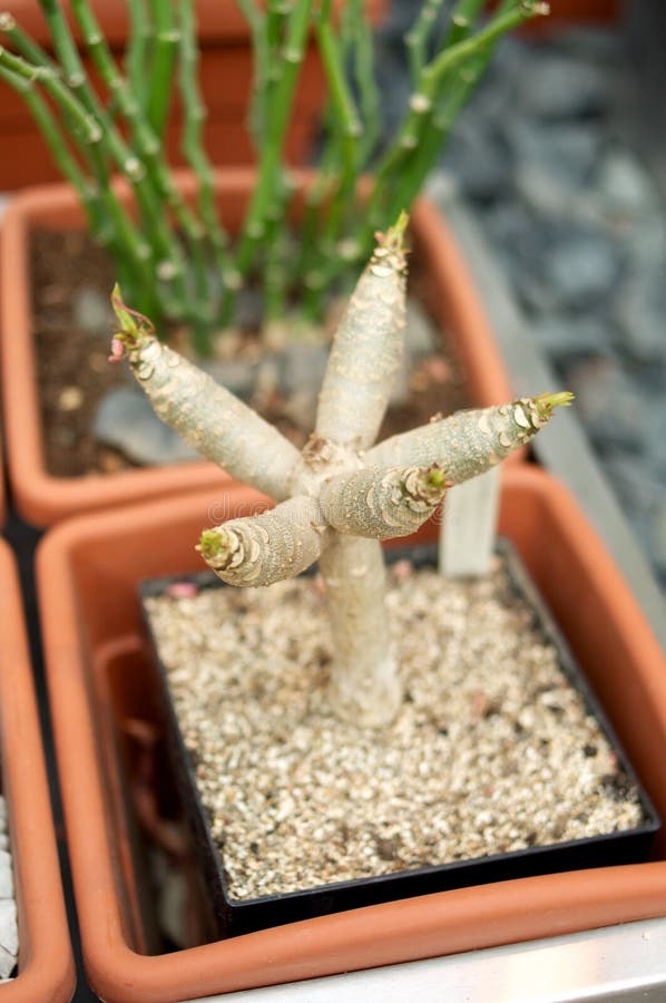 Funny looking grey cactus stock photo. Image of grey - 72527808