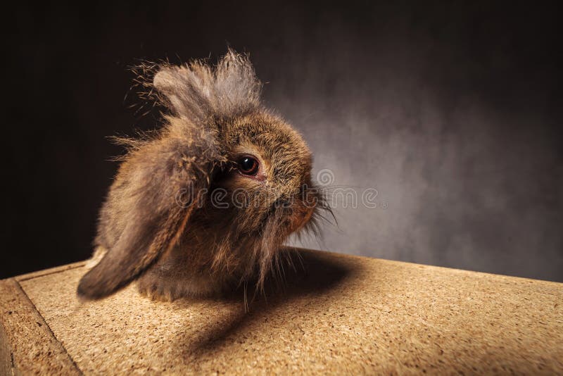Funny Looking Lion Head Bunny Rabbit Stock Image - Image of rabbit ...