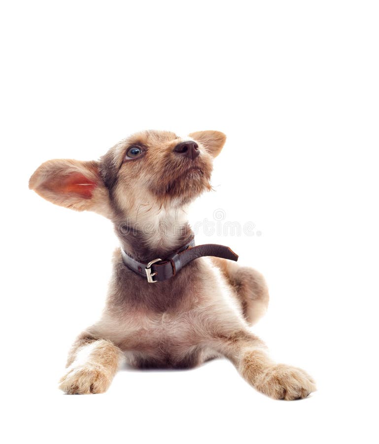 Dog Looking with Puppy Dog Eyes Stock Photo - Image of keeping, bite ...