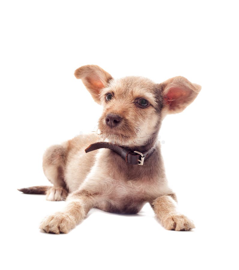 Dog Looking with Puppy Dog Eyes Stock Photo - Image of keeping, bite ...