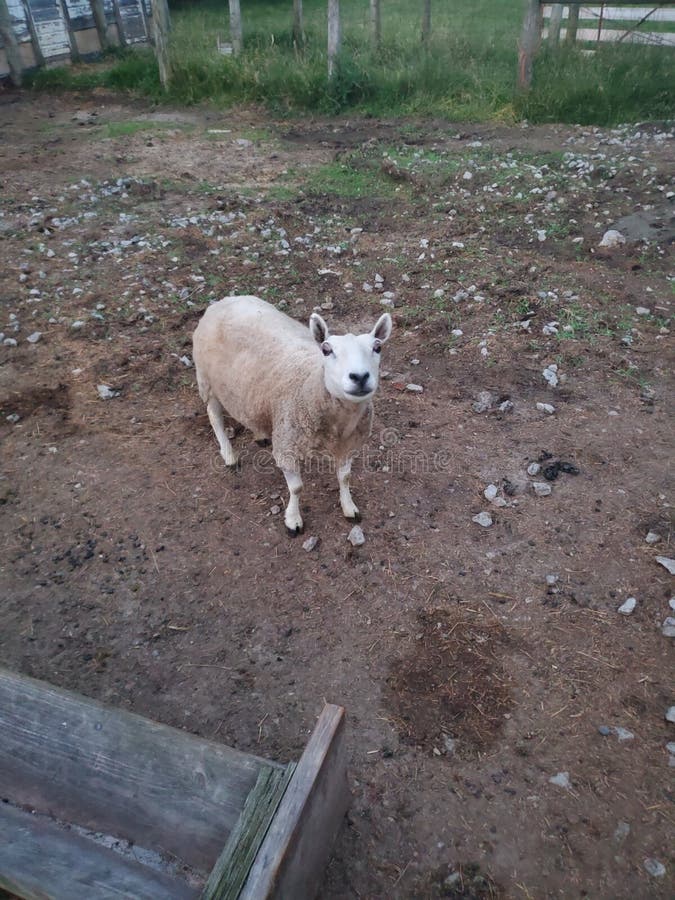 Funny Looking Sheep at the Farm Stock Image - Image of wildlife, horn ...