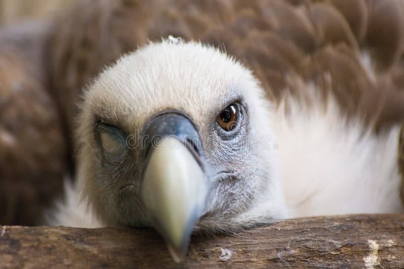 Funny looking vulture stock image. Image of fauna, nature - 2850107
