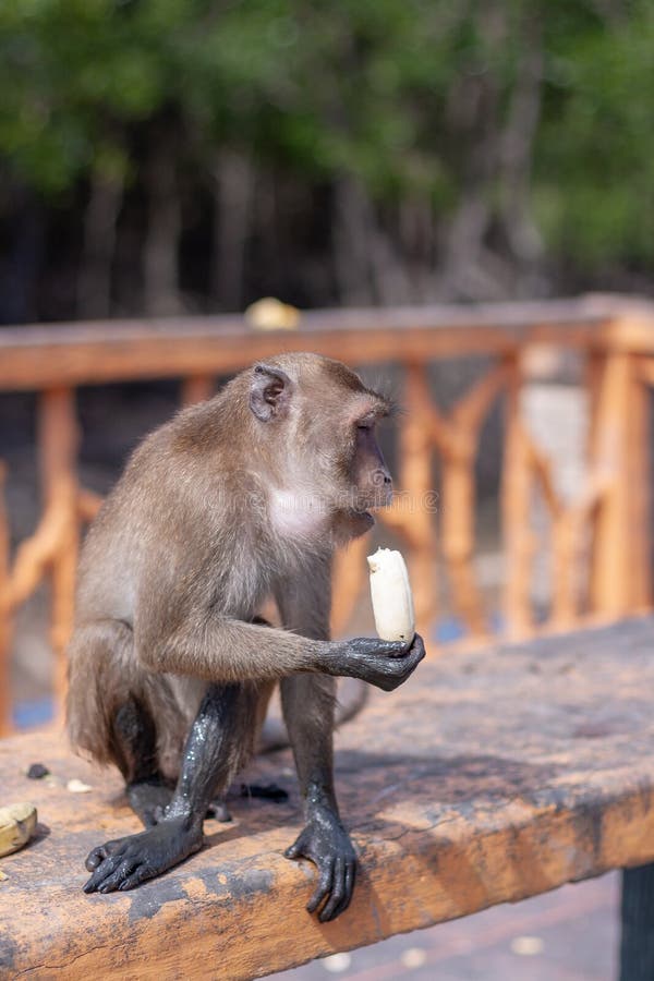 Funny Macaque Monkey with Dirty Paws Eats Banana on Bench. Selective ...
