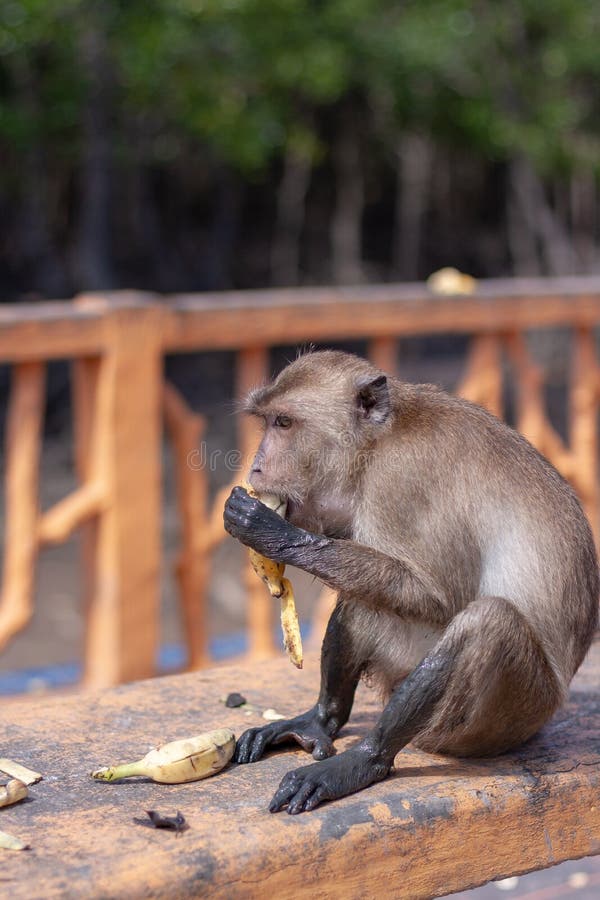 Funny Macaque Monkey with Dirty Paws Eats Banana on Bench. Selective ...