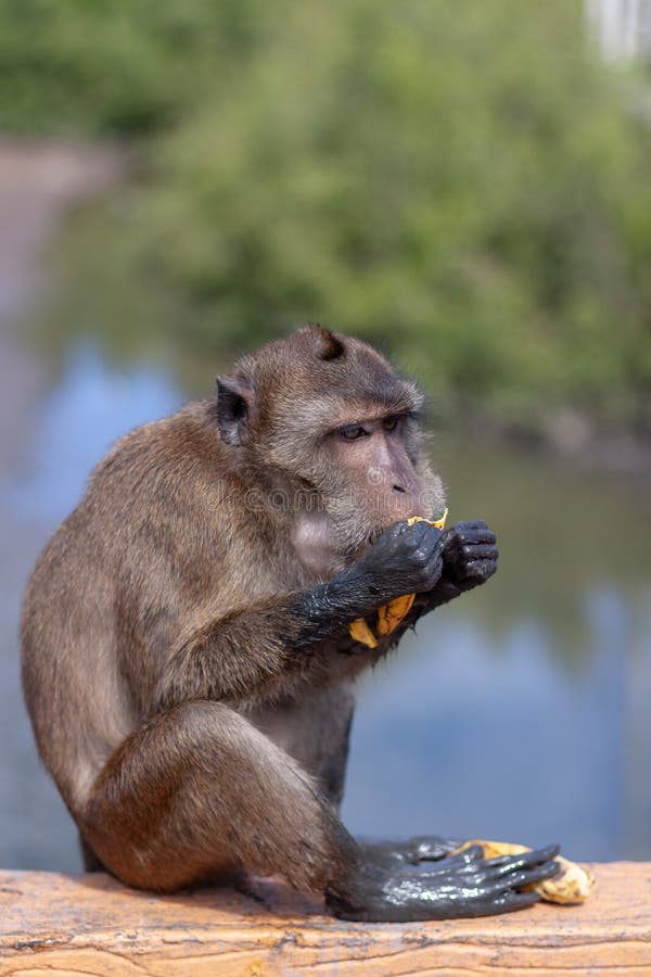 Funny Macaque Monkey with Dirty Paws Eats Banana. Selective Focus ...