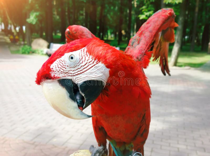Funny Ara Macaw Parrot Outside. Photo of Ara Macaw Parrot in Zoo. Ara ...