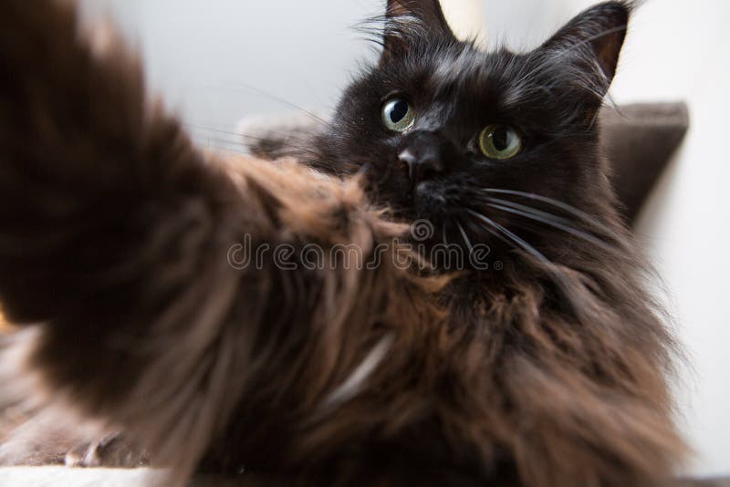 Funny Main Coon Cat Doing Selfie Stock Image - Image of camera, lovable ...
