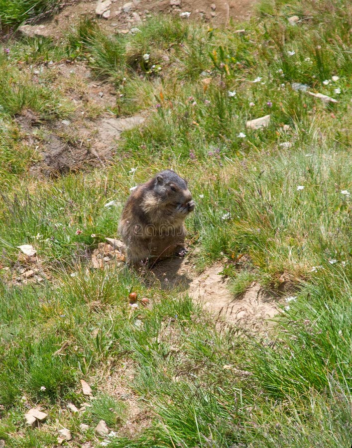 Funny marmot in Alps stock photo. Image of green, animal - 35218046