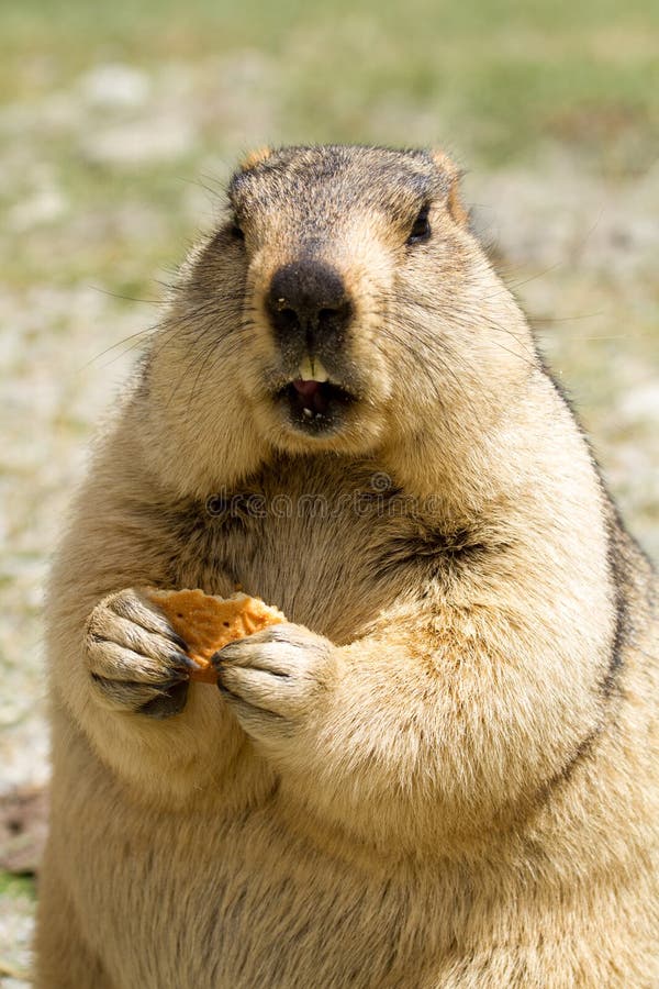 Funny marmot on the meadow stock photo. Image of groundhog - 136745032