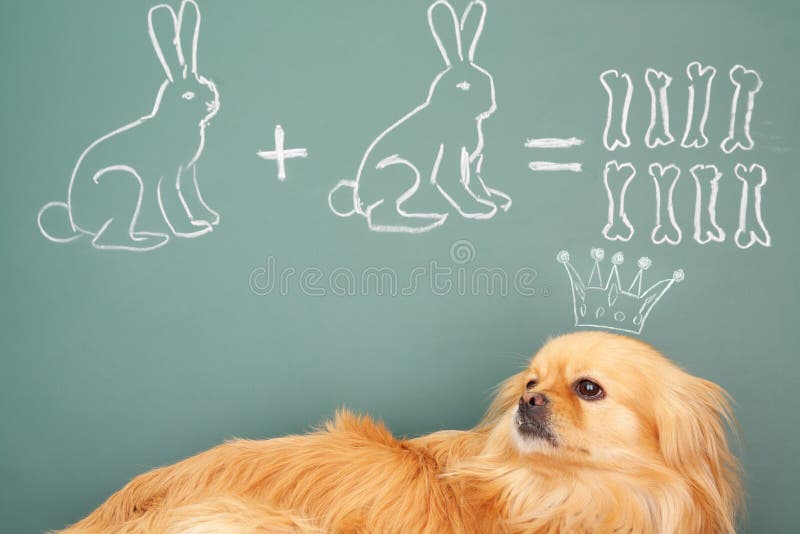 Funny mathematics stock photo. Image of hare, error, learning - 59446072