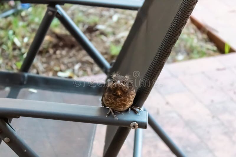 Funny Mistle Thrush Bird Turdus Viscivorus Looking at the Camera ...