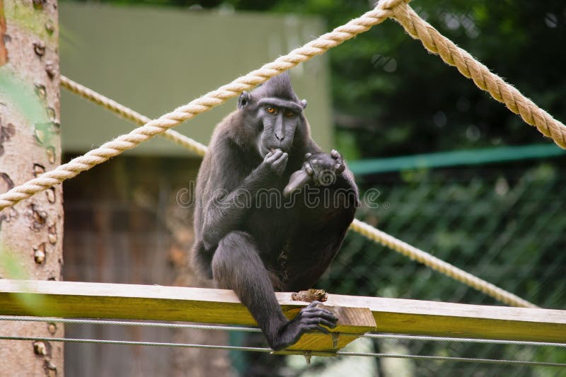 160 Chimpanzee Paw Stock Photos - Free & Royalty-Free Stock Photos from ...