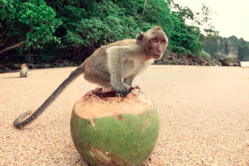 461 Monkey Coconut Tree Stock Photos - Free & Royalty-Free Stock Photos ...