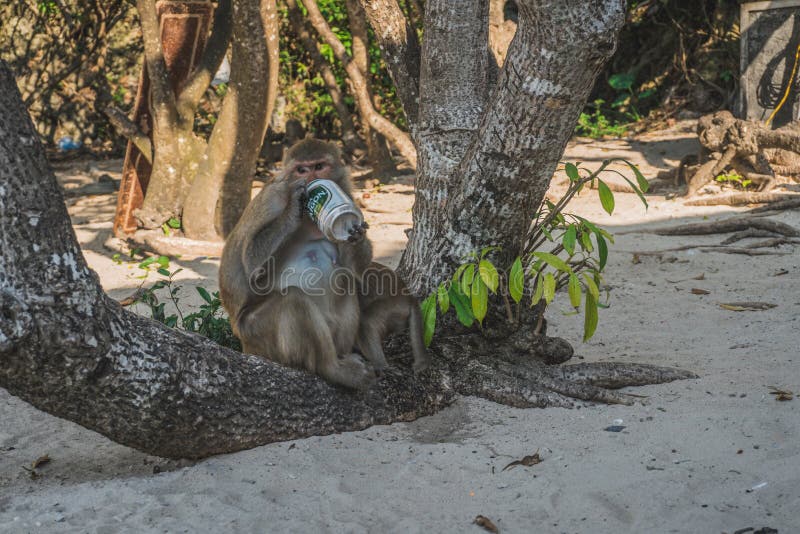 Funny Monkey Drinking Beer on Beach Under a Tree Editorial Stock Photo ...
