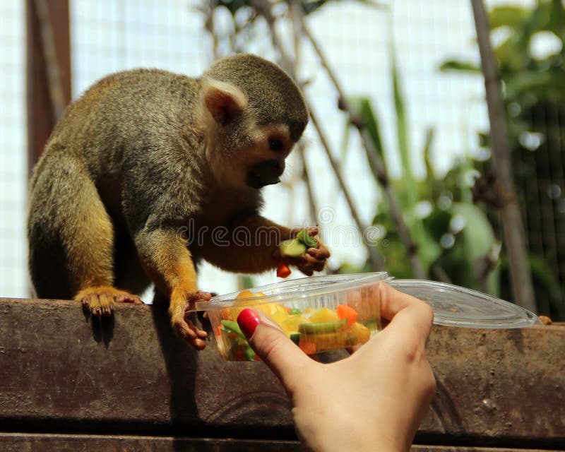 Funny Monkey Eats Food from the Hand of the Girl Stock Photo - Image of ...