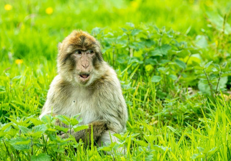 Funny Monkey in the Green Grass Field. Stock Image - Image of cute ...