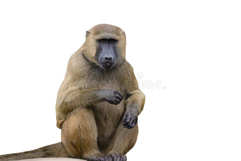 536 Baboon White Background Stock Photos - Free & Royalty-Free Stock ...
