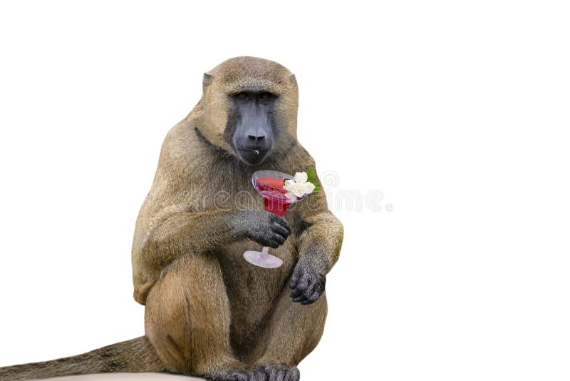 Funny Baboon Monkey Isolated Stock Photos - Free & Royalty-Free Stock ...