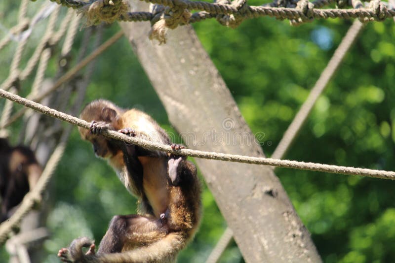 Funny Monkey Hanging on the Rope in the Zooo Stock Photo - Image of ...