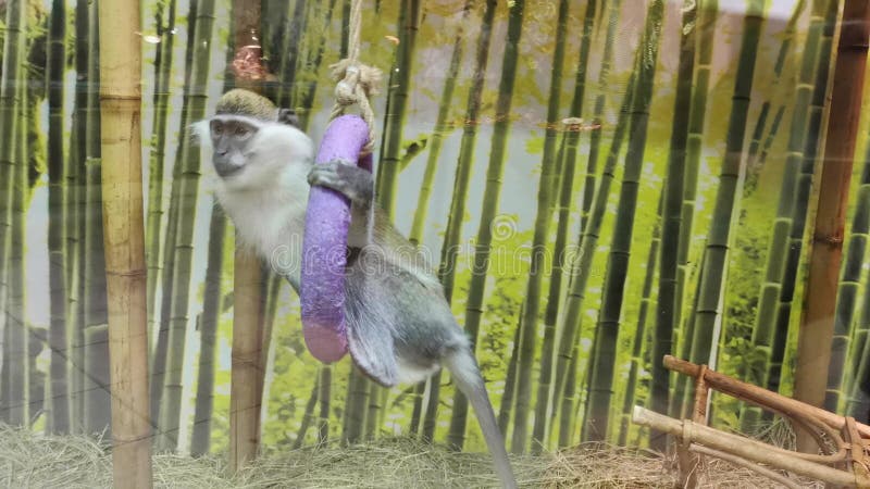 Funny Monkey Hanging on a Rubber Ring. Stock Footage - Video of hang ...