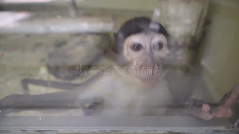 Funny Monkey Look into the Camera Lens through the Glass. Stock Video ...
