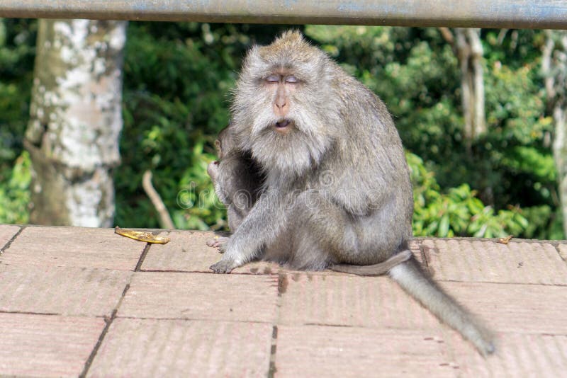 Funny Monkey making a face stock image. Image of expression - 103414451