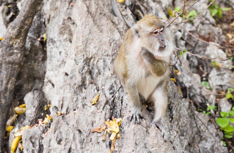 Funny Monkey in a Natural Forest. Stock Photo - Image of brown ...