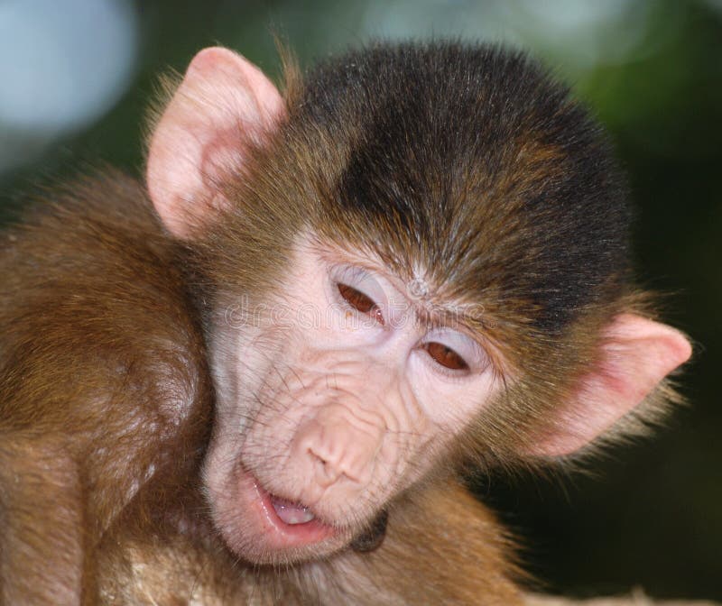 Monkey face stock photo. Image of mammal, head, male - 11387028