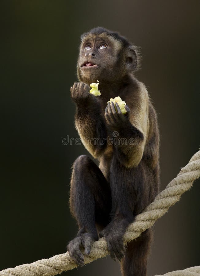 Funny monkey praying stock image. Image of monkey, eating - 83040281