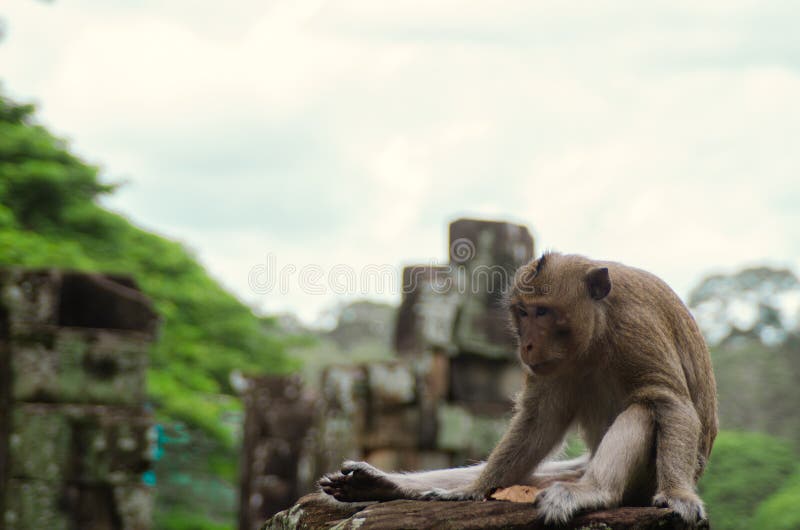 Funny Monkey Sitting on a Column at the Angkor Wat Temples Stock Photo ...