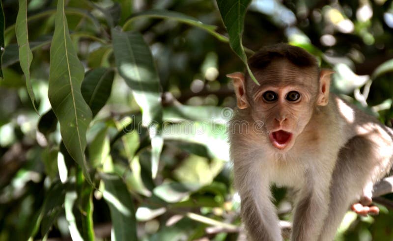 Funny Monkey with Surprised Face Stock Photo - Image of astrology ...