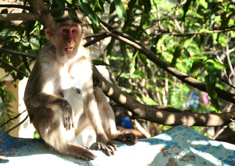 Funny Monkey with Surprised Face Stock Photo - Image of element ...
