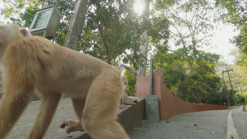 Funny Monkey Touch and Lick Camera, Trying To Take. Close Up of Monkey ...