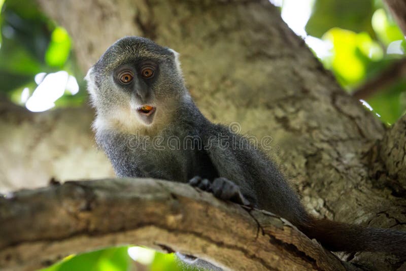 Funny Monkey on Tree Branch Stock Image - Image of park, tropical ...