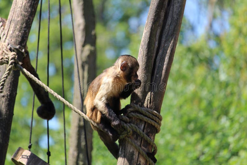 Funny Monkey on the Tree with Ropes in the Zoo Stock Photo - Image of ...