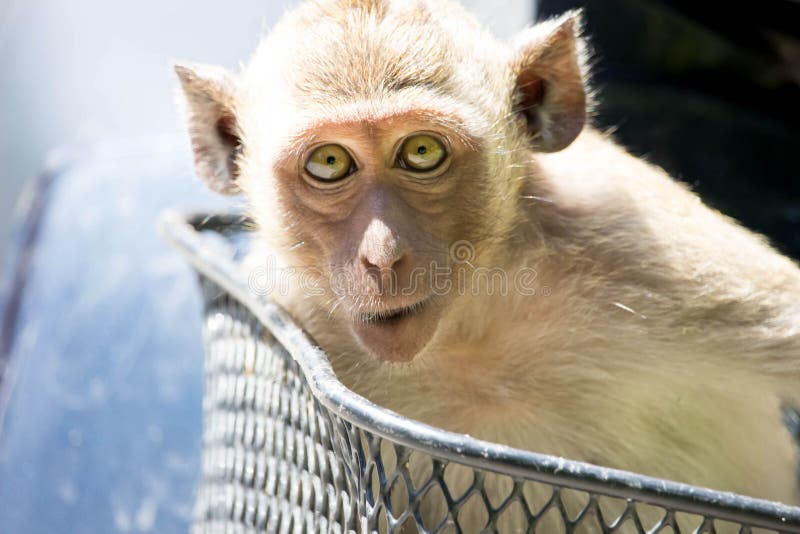 Funny monkeys stock image. Image of eating, tropical - 60568209