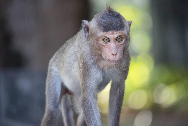 Funny monkeys stock image. Image of natural, real, forest - 66168261