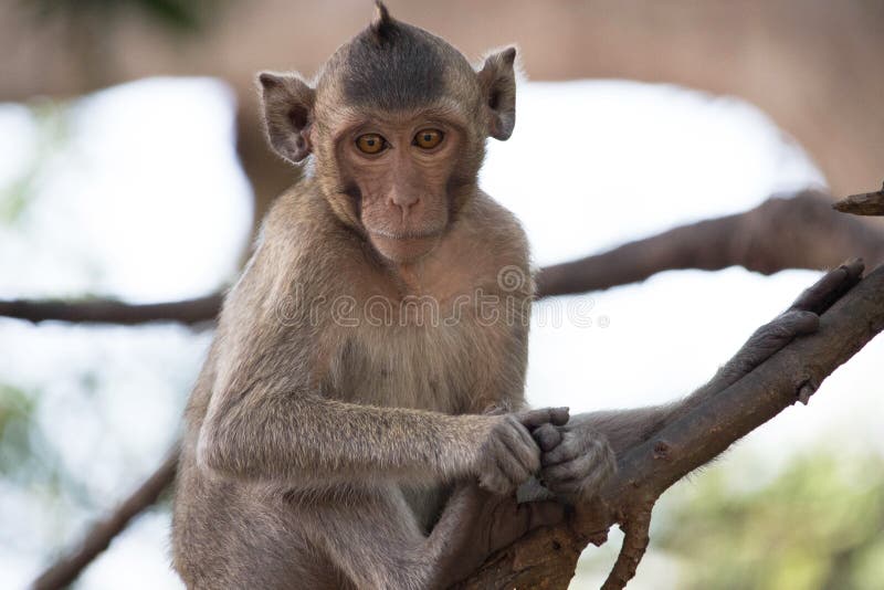 Funny monkeys stock image. Image of real, crab, thailand - 66168273
