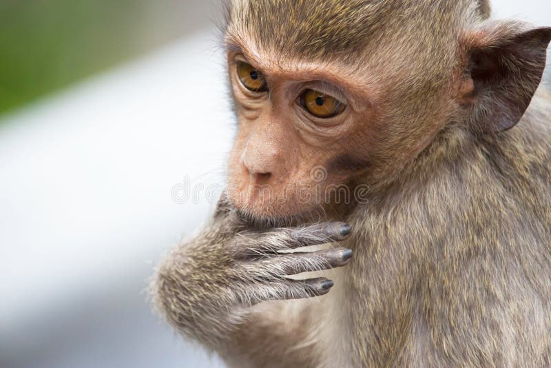 Funny monkeys stock image. Image of tropical, funny, real - 64153877