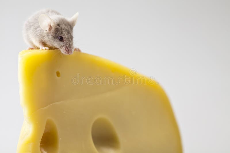Funny mouse on the cheese stock image. Image of mice - 10879193