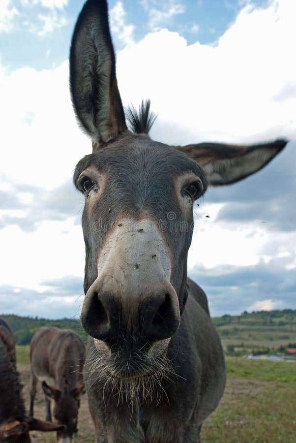 Funny mule stock image. Image of mixed, ears, funny, donkey - 57379559