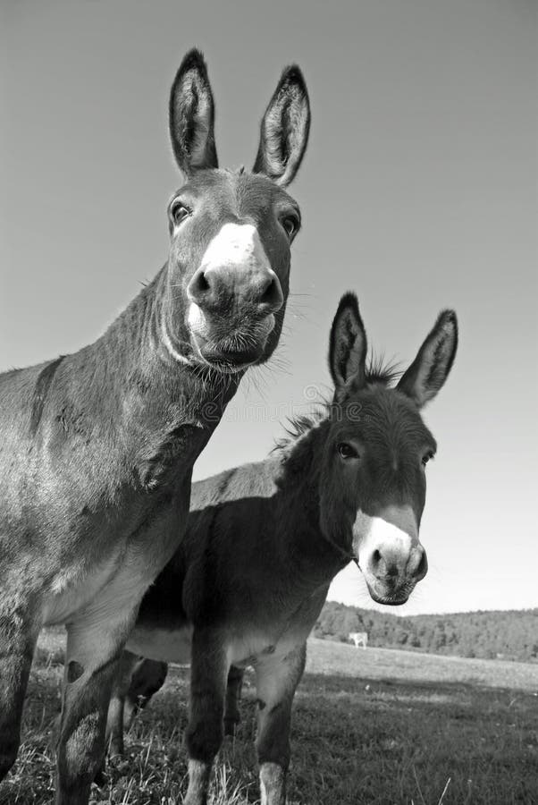 Funny mules stock image. Image of animal, funny, hoofed - 23922971